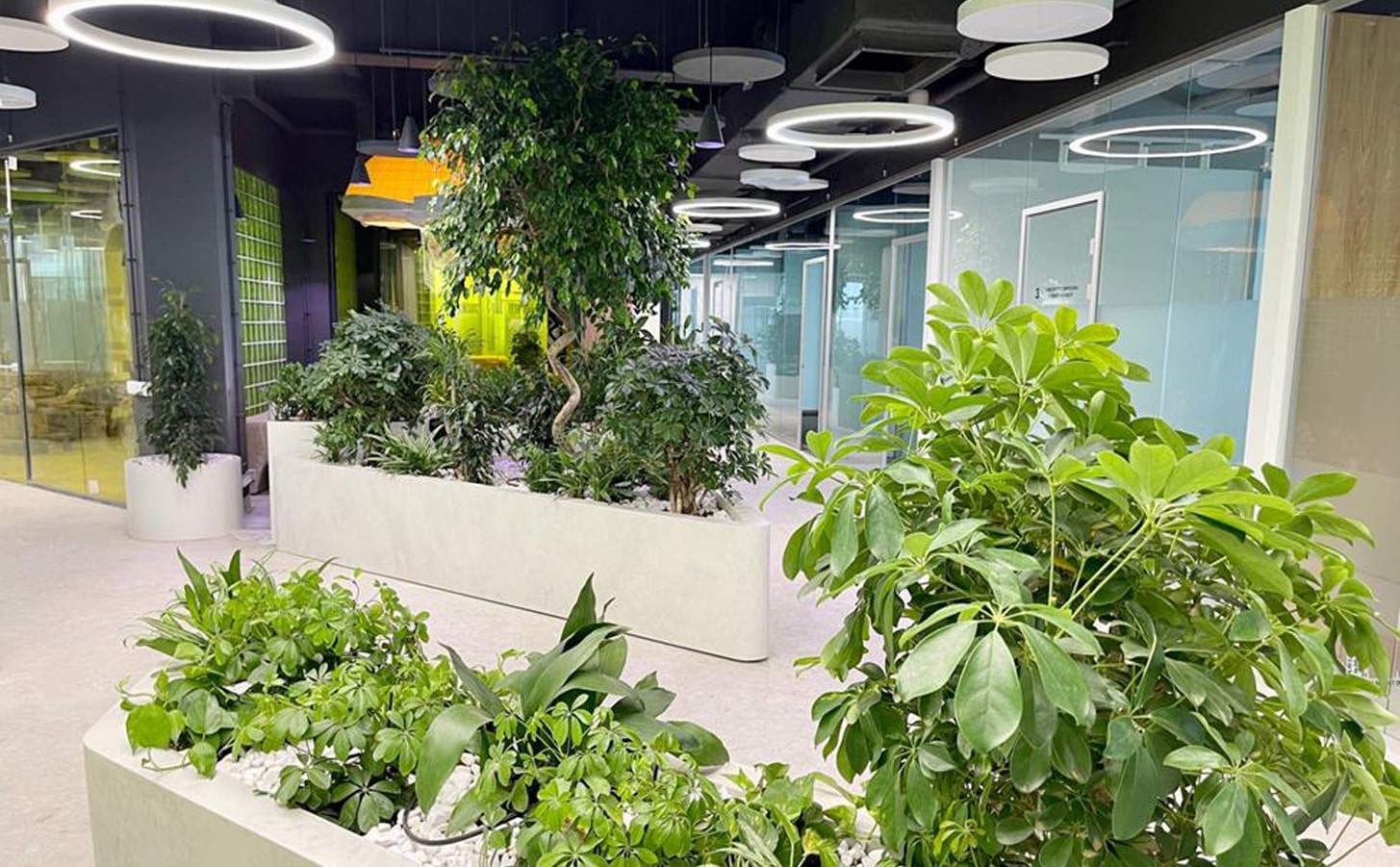 Office Greening Services>